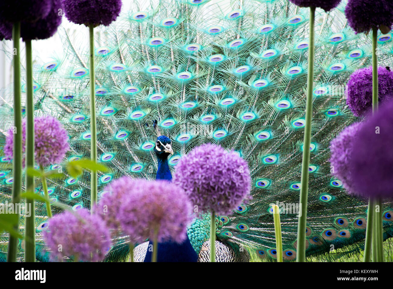 Real Purple Peacocks