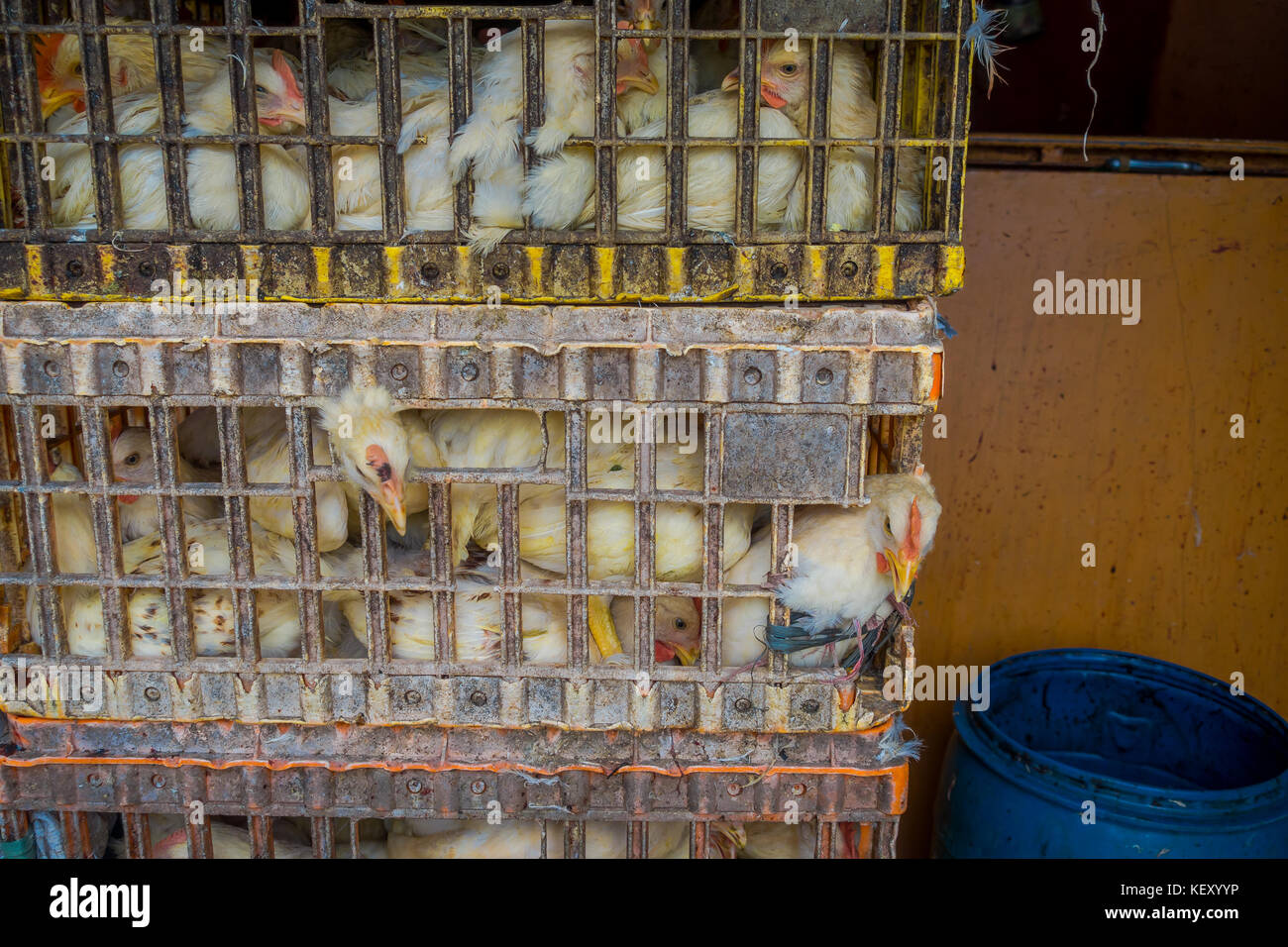 JAKARTA, INDONESIA - MAY 06, 2017: Boxes full of yellow chickens ...