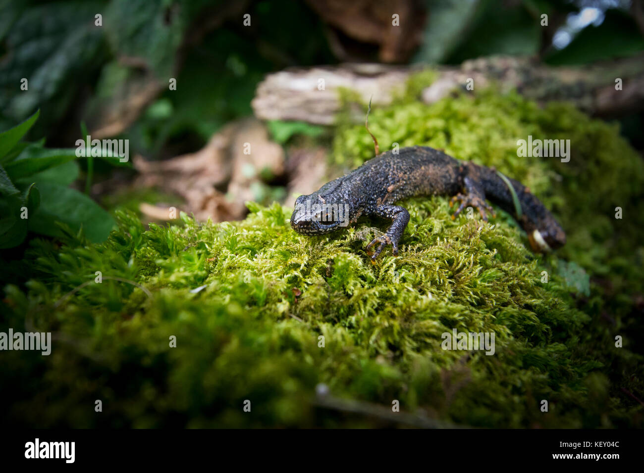 A Great Crested Newt in terrestrial habitat near a breeding pond ...