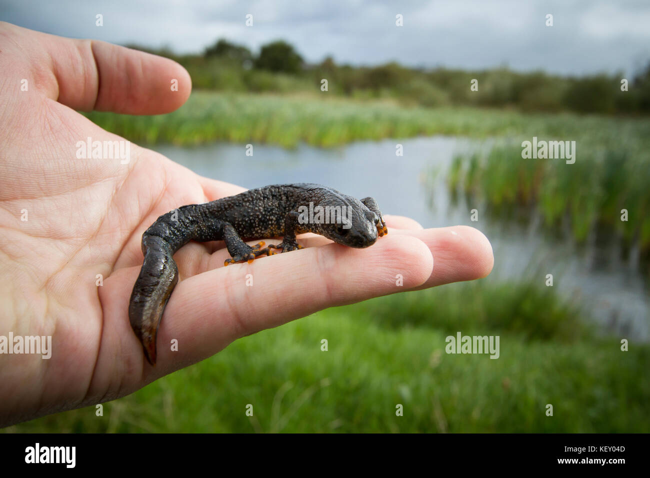 Warty newt hi-res stock photography and images - Alamy