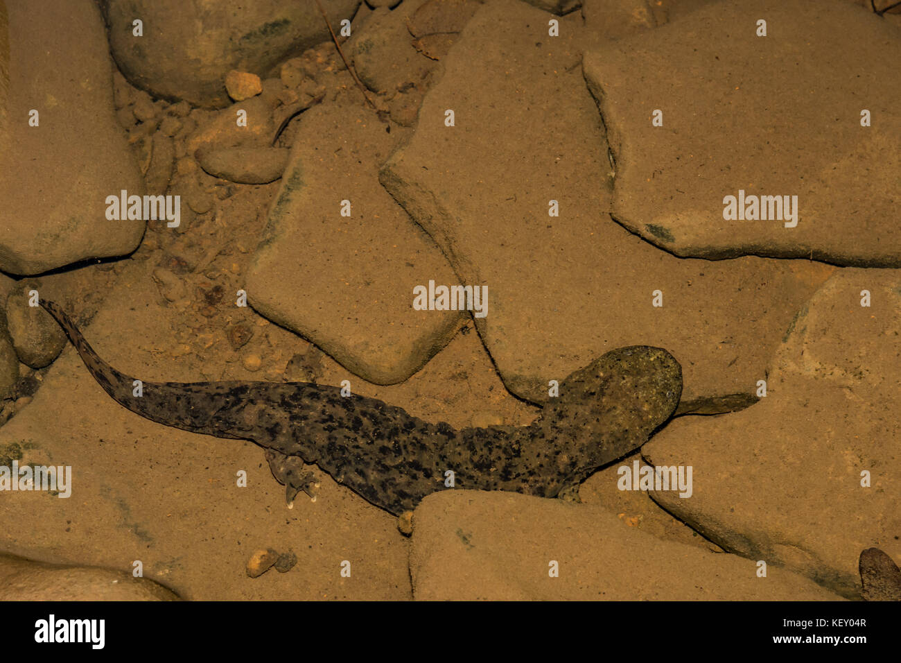 An Eastern Hellbender hunting for crayfish on the bottom of a creek ...