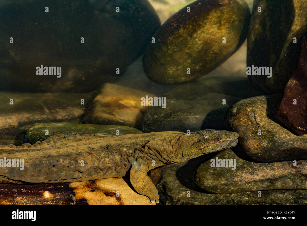 An Eastern Hellbender hunting for crayfish on the bottom of a creek ...