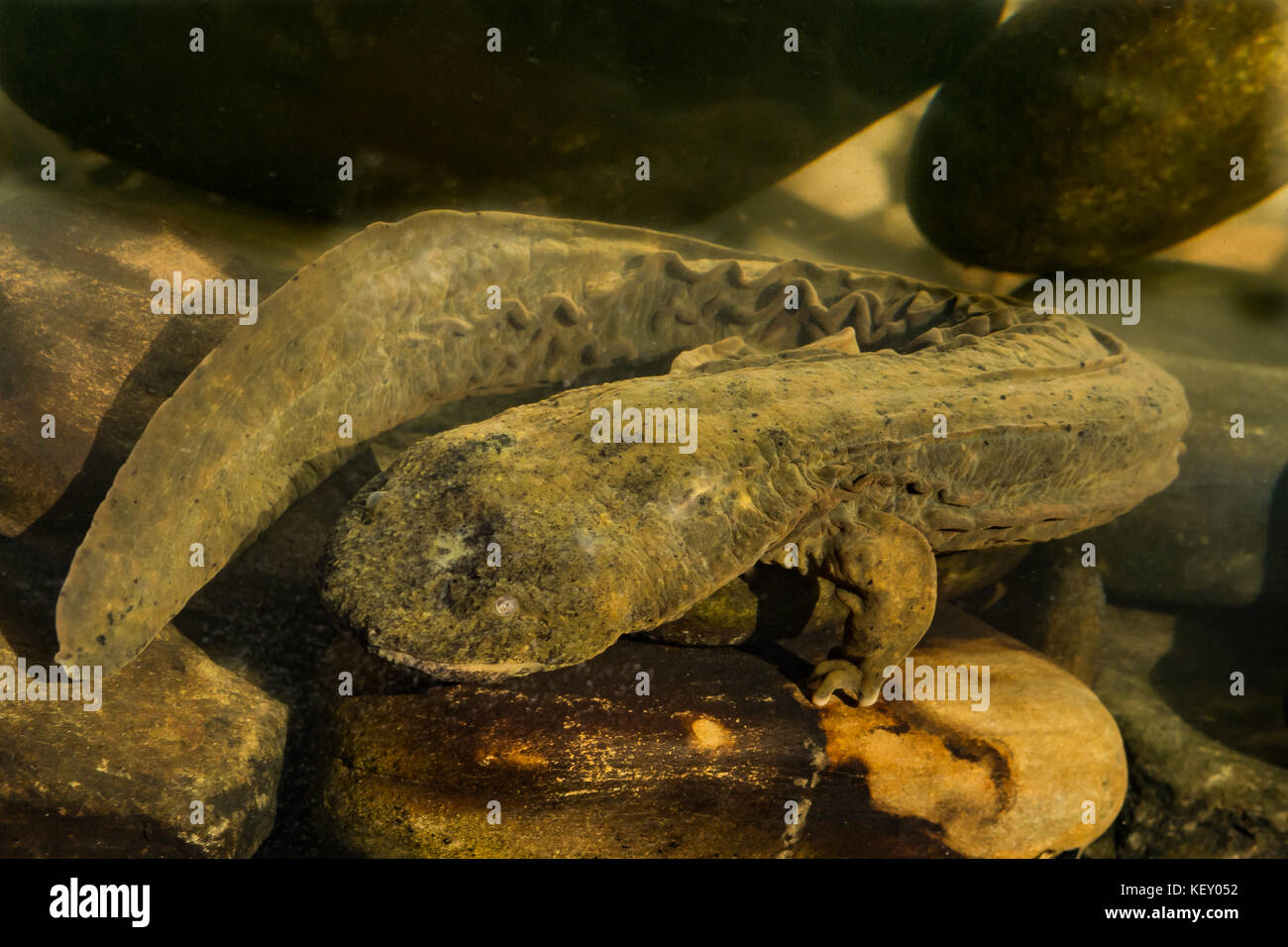 Hellbender hi-res stock photography and images - Alamy