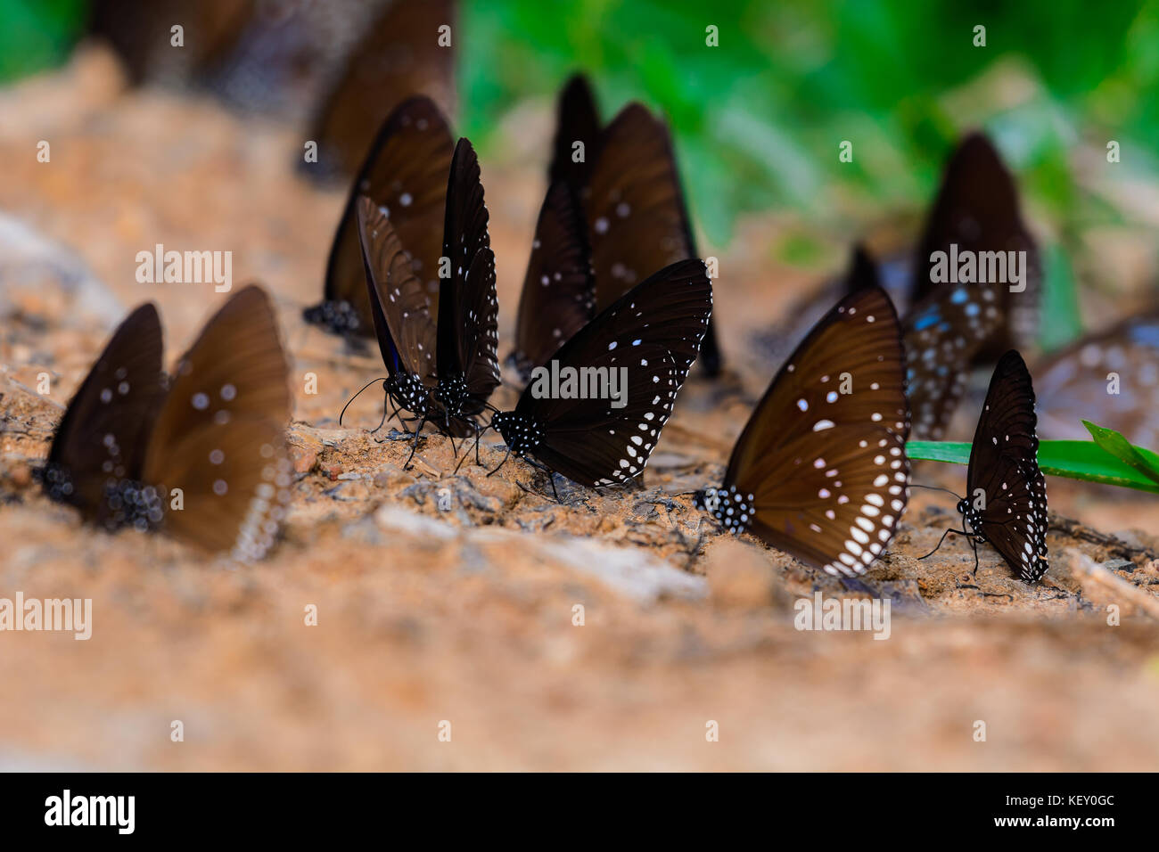 Many butterfly on the ground in the forest Stock Photo - Alamy