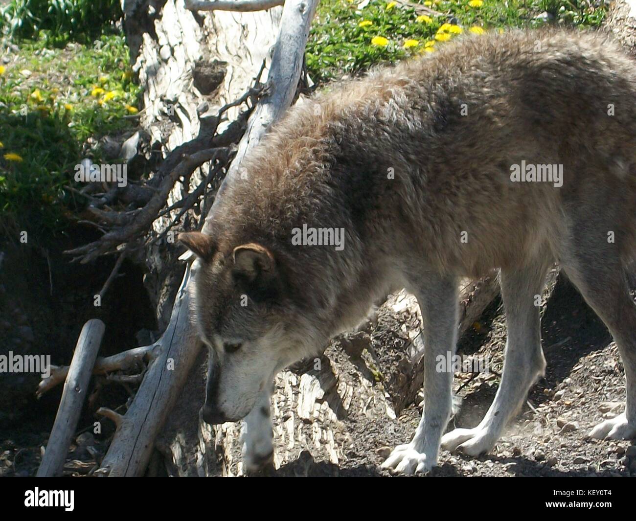 Timberwolf in West Yellowstone, Montana Stock Photo - Alamy