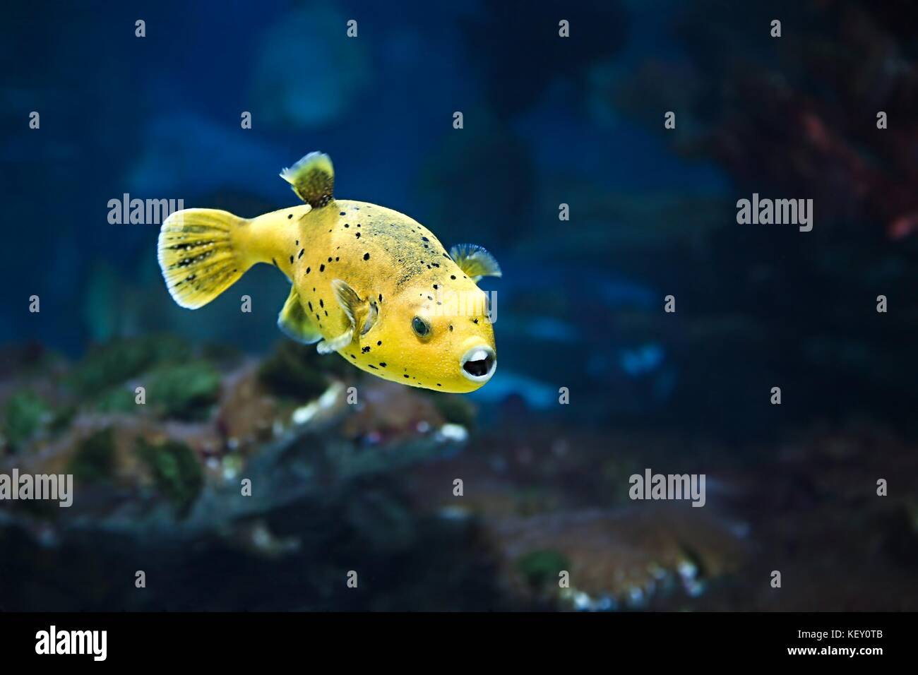 Vibrant yellow fish hi-res stock photography and images - Alamy
