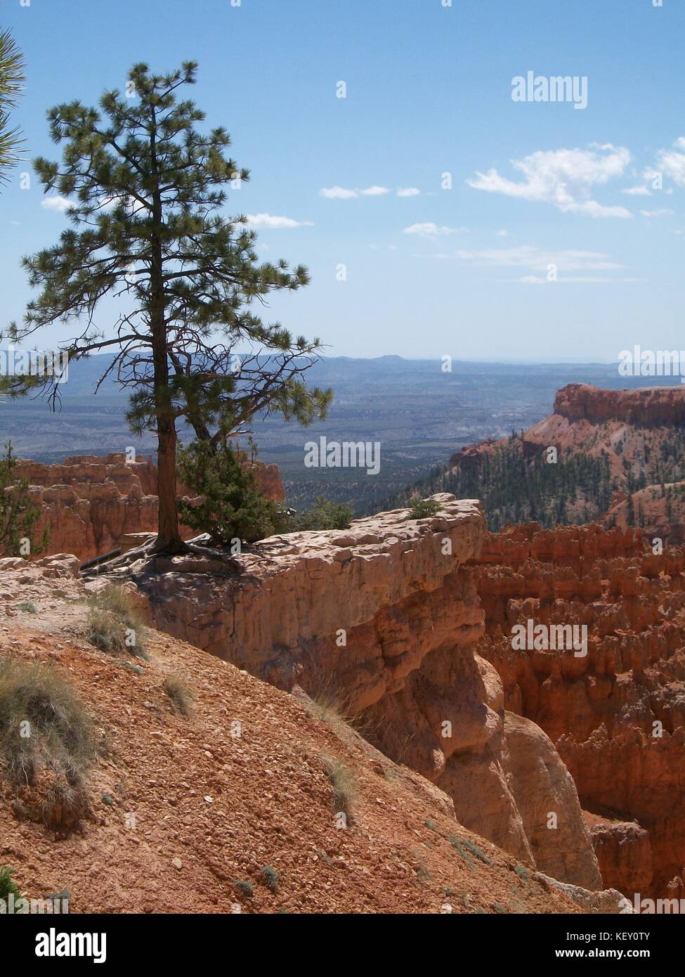 Lone pine in bryce canton hi-res stock photography and images - Alamy