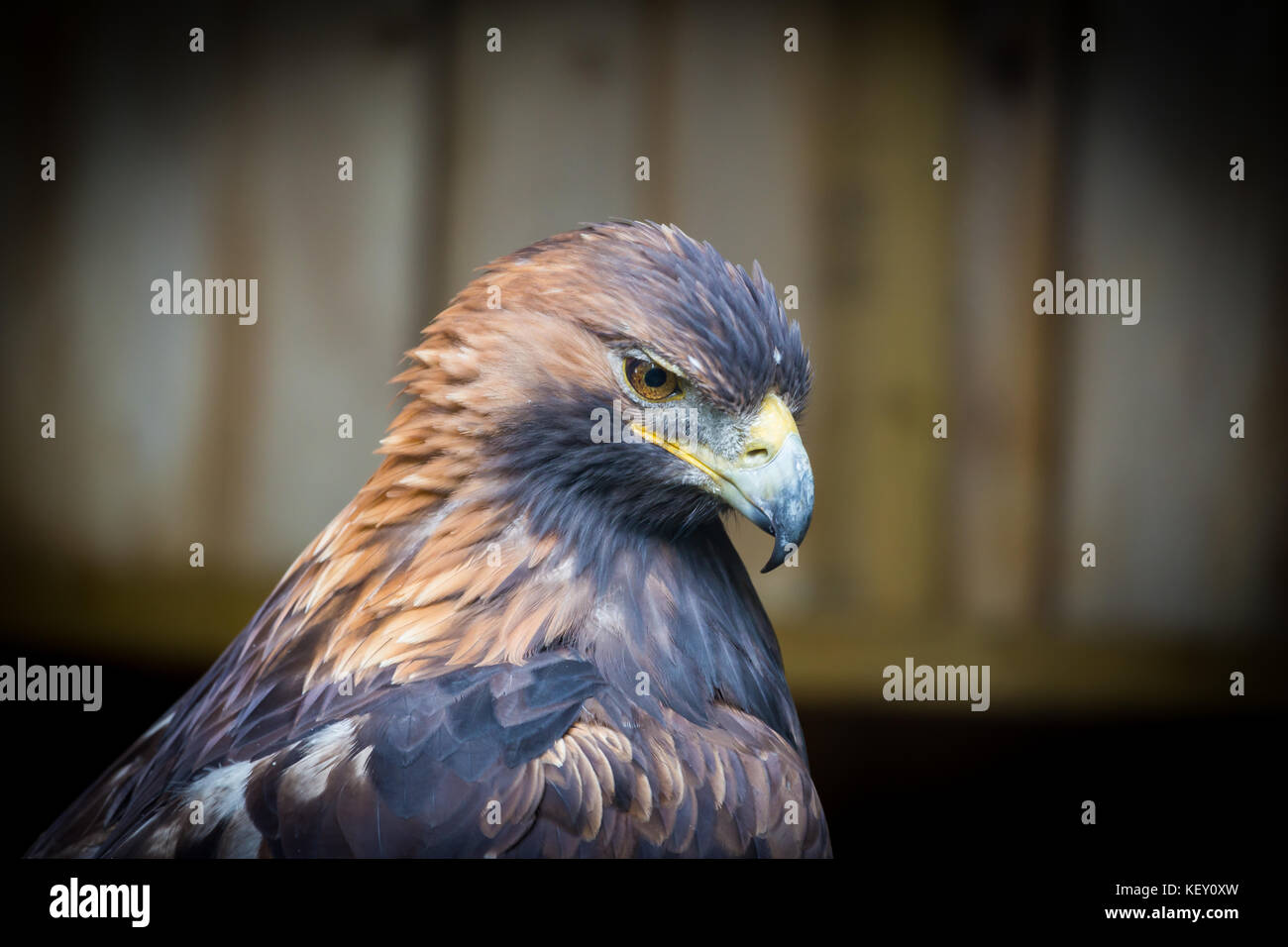 Golden eagle scotland flight hi-res stock photography and images - Alamy