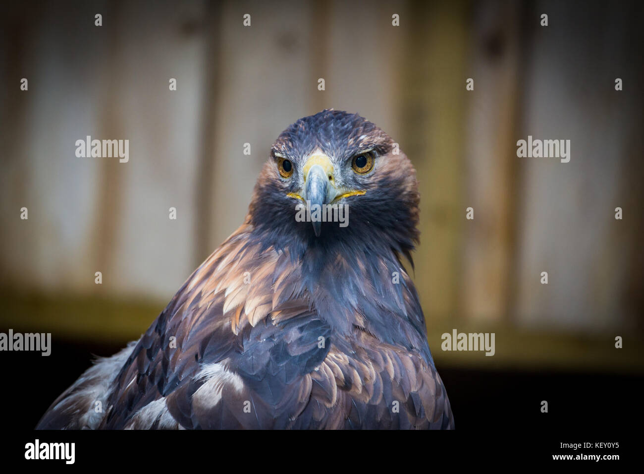 Golden eagle scotland flight hi-res stock photography and images - Alamy