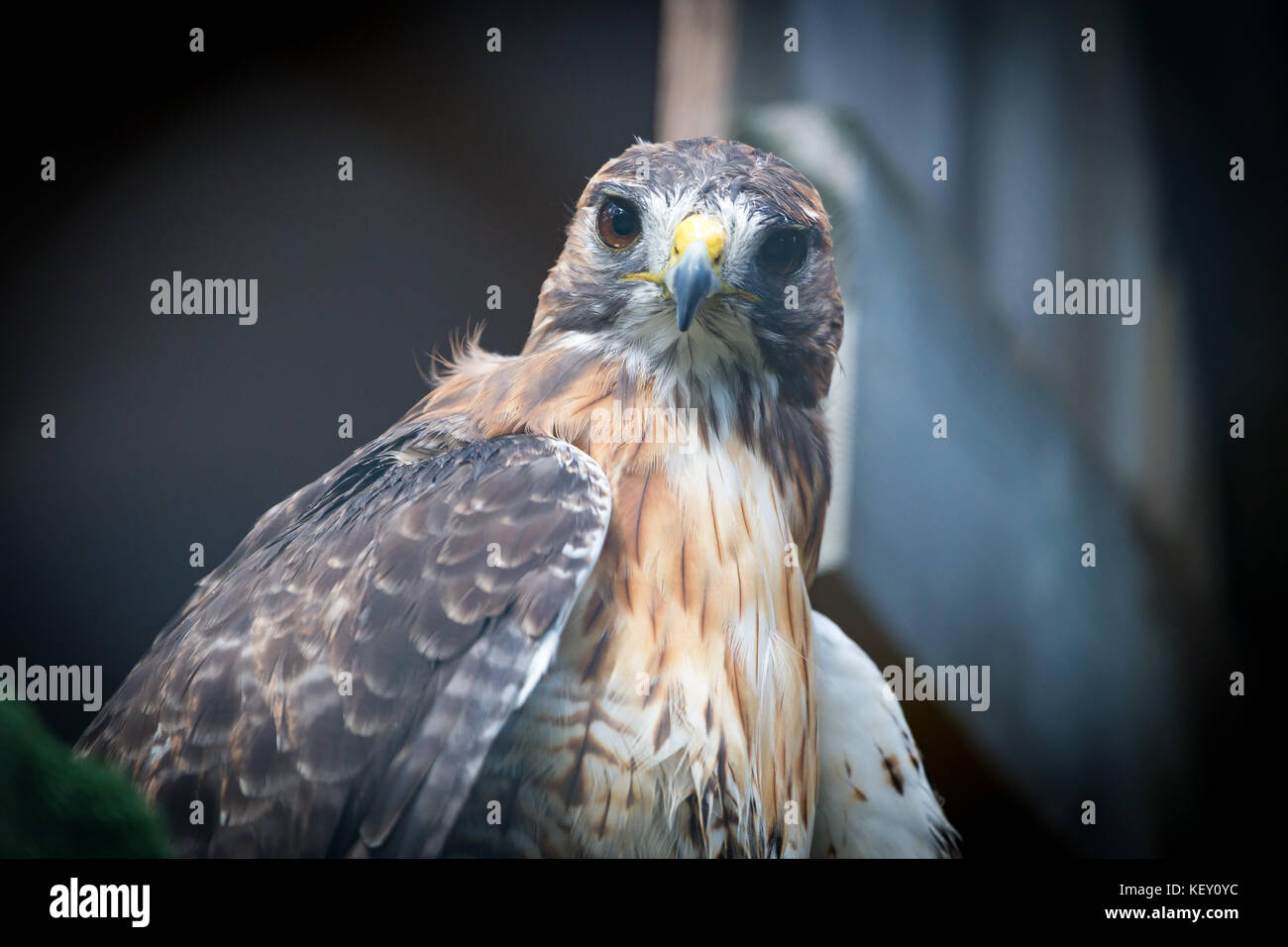 Golden eagle scotland flight hi-res stock photography and images - Alamy