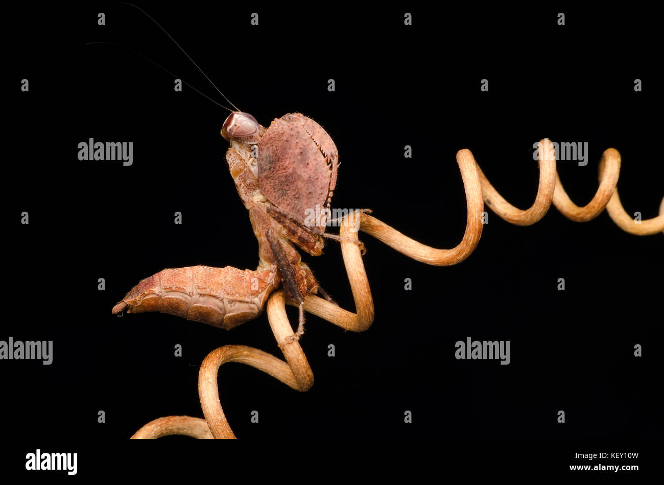 boxer mantis isolated on black background. praying mantis Stock Photo ...