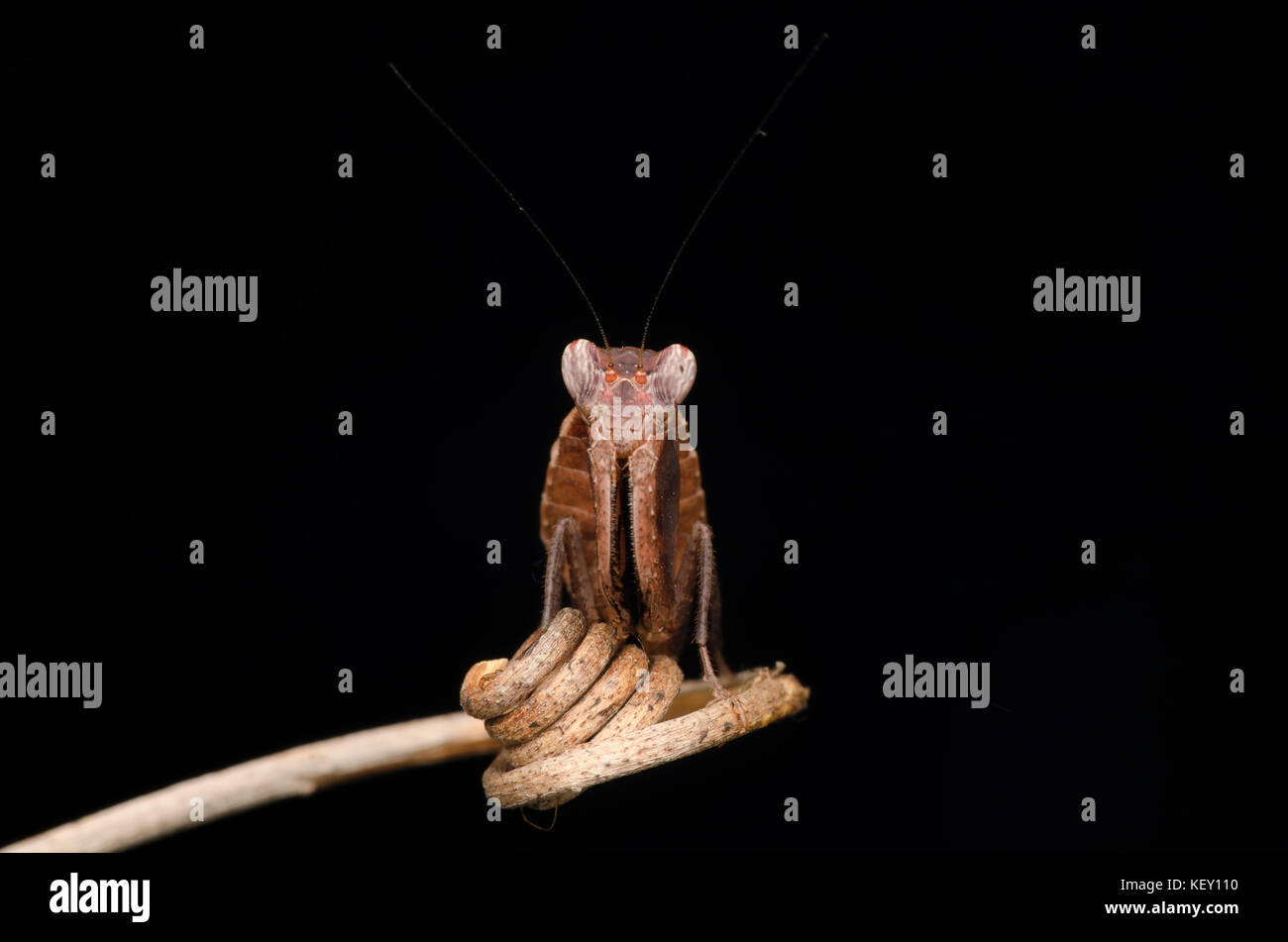 boxer mantis isolated on black background. praying mantis Stock Photo ...