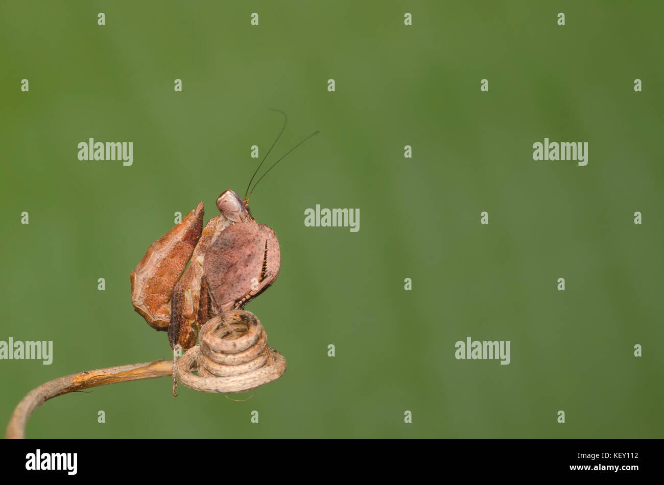 boxer mantis isolated on green background, praying mantis Stock Photo ...