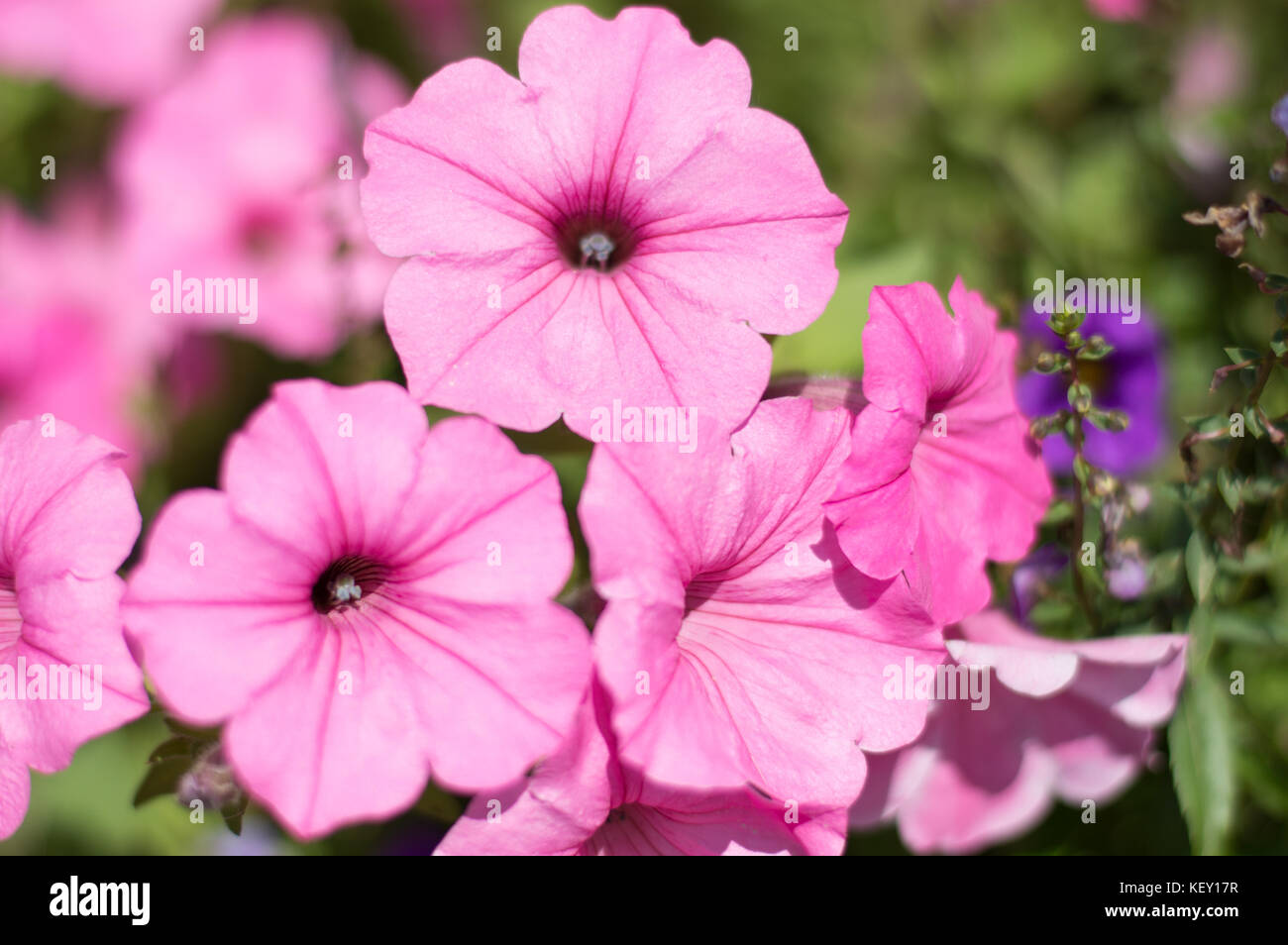 A small patch of flowers in a green garden, become center focus on a ...
