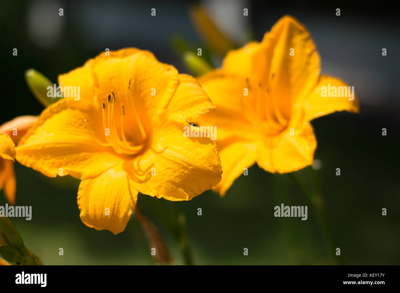 Gorgeous golden flower blooms in a green garden during the summer Stock ...
