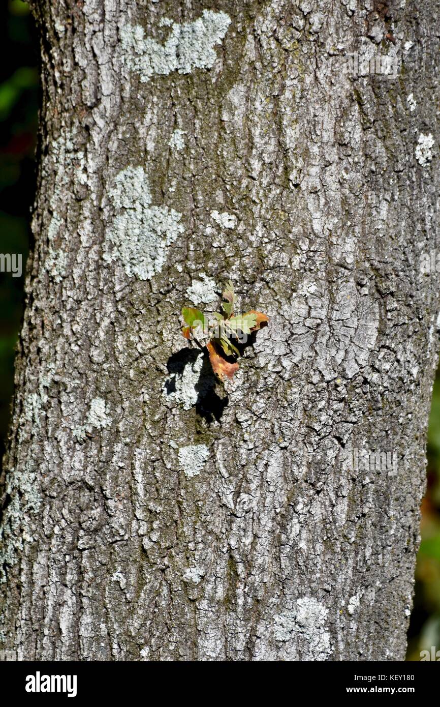 Small branch growing from side of tree Stock Photo - Alamy