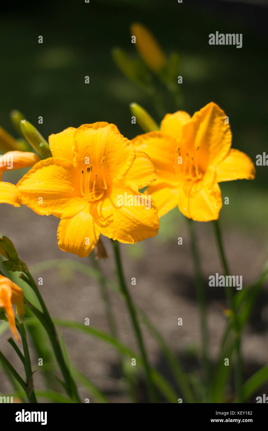 Gorgeous golden flower blooms in a green garden during the summer Stock ...