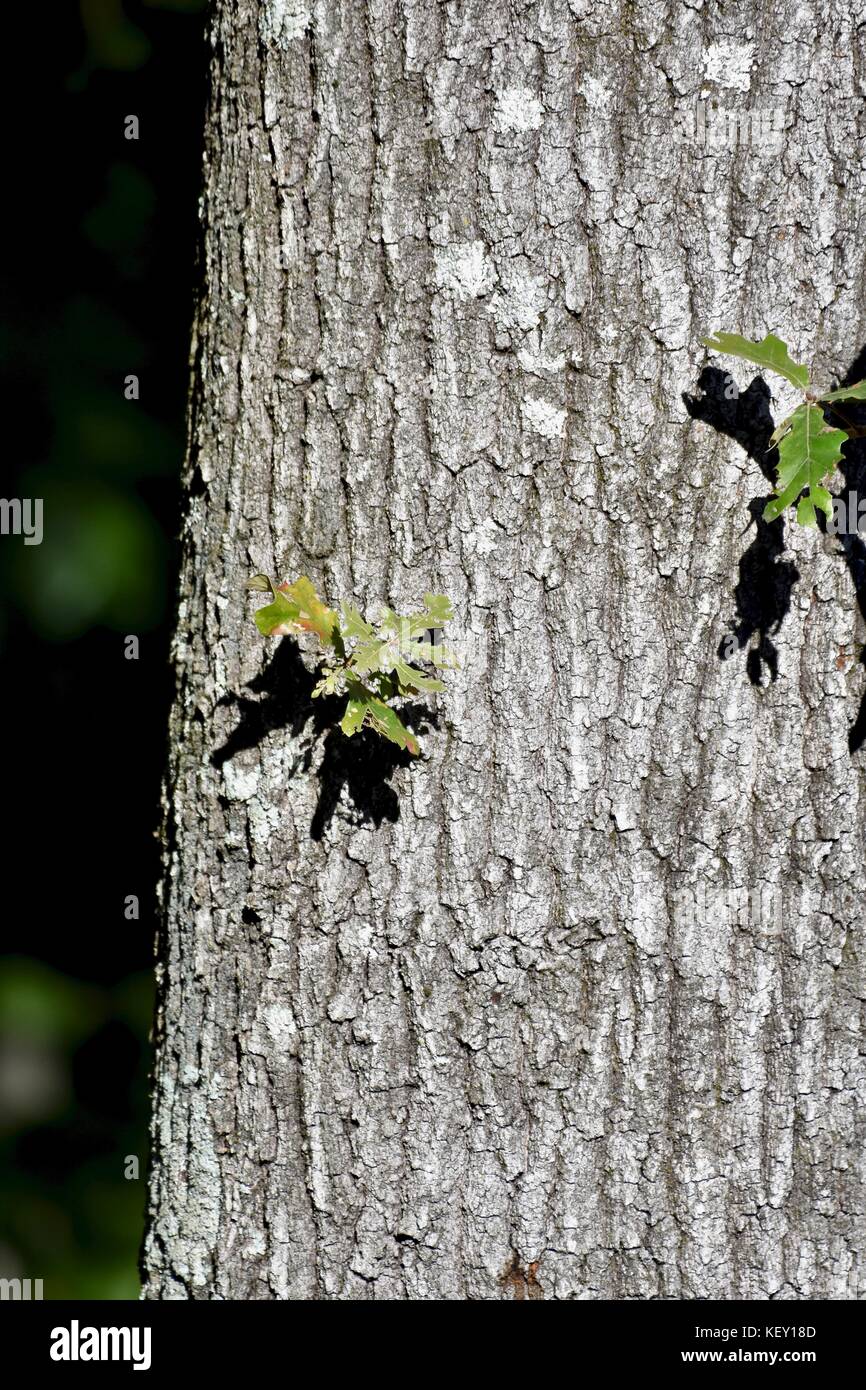 Small branch growing from side of tree Stock Photo - Alamy