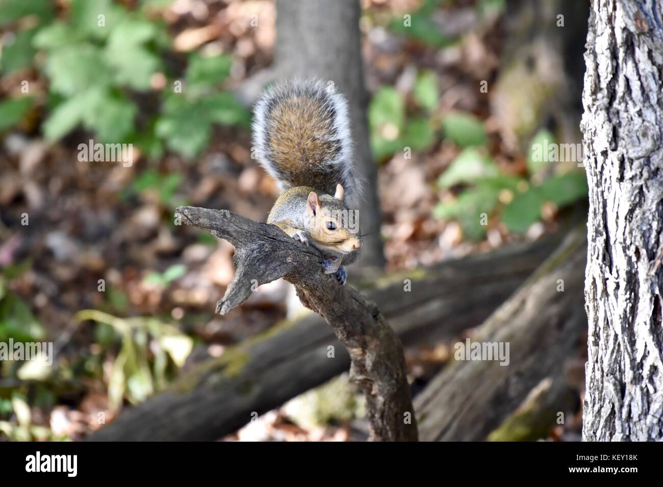 Eastern gray squirrel (Sciurus carolinensis Stock Photo - Alamy