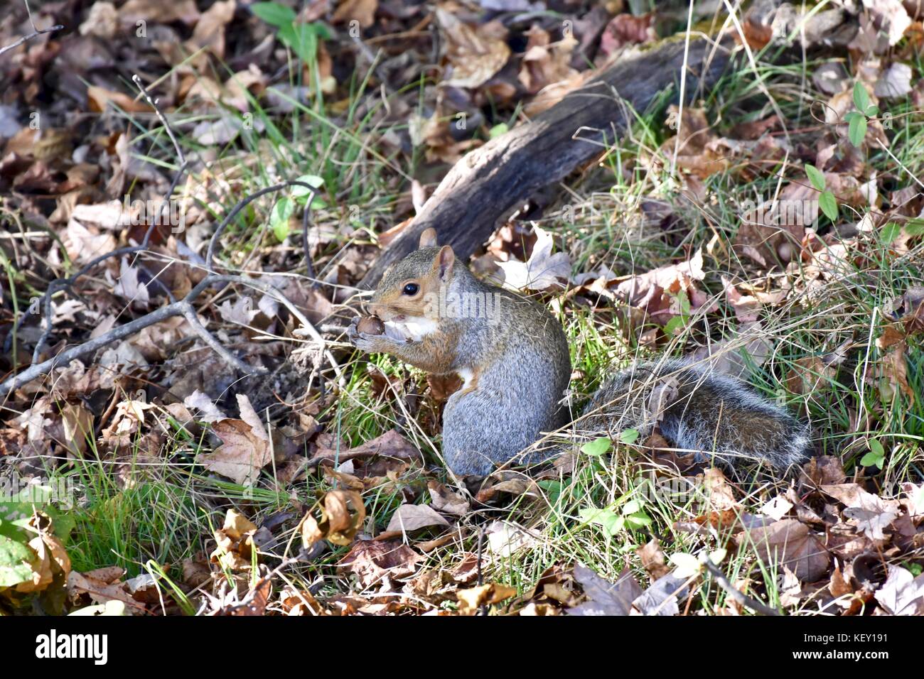 Eastern gray squirrel (Sciurus carolinensis Stock Photo - Alamy
