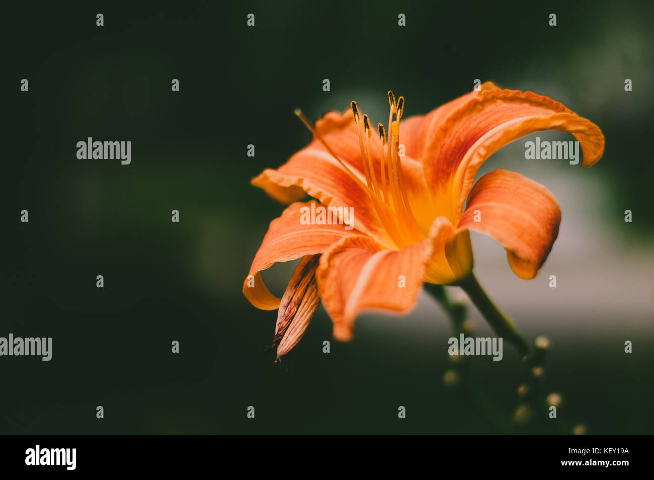Spreads pollen hi-res stock photography and images - Alamy
