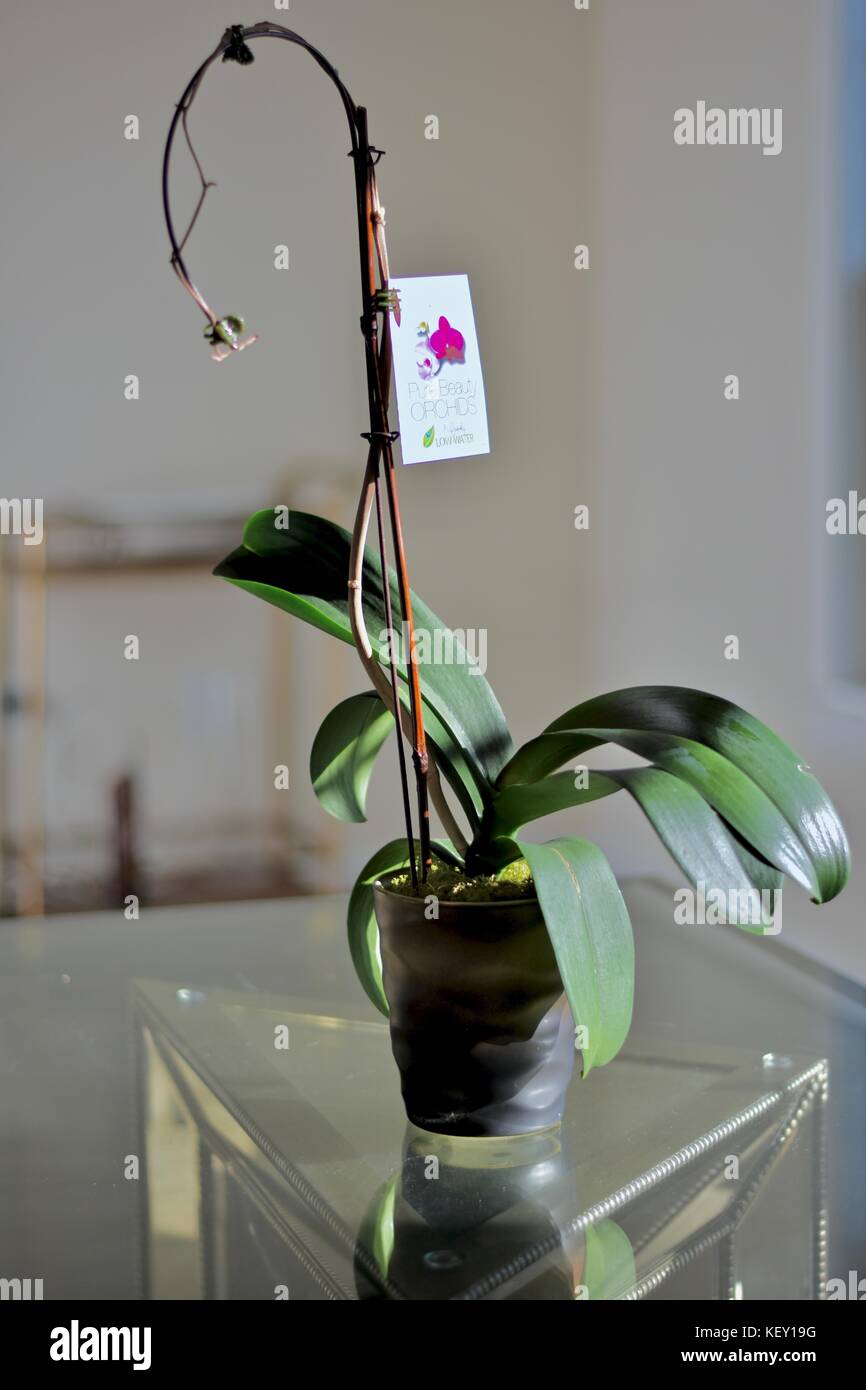 Orchid plant with no flower petals Stock Photo - Alamy