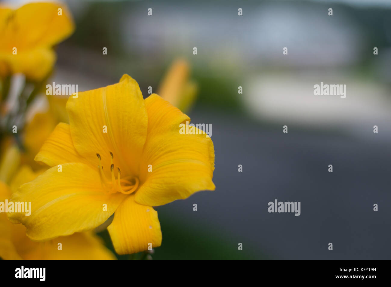 Gorgeous golden flower blooms in a green garden during the summer Stock ...