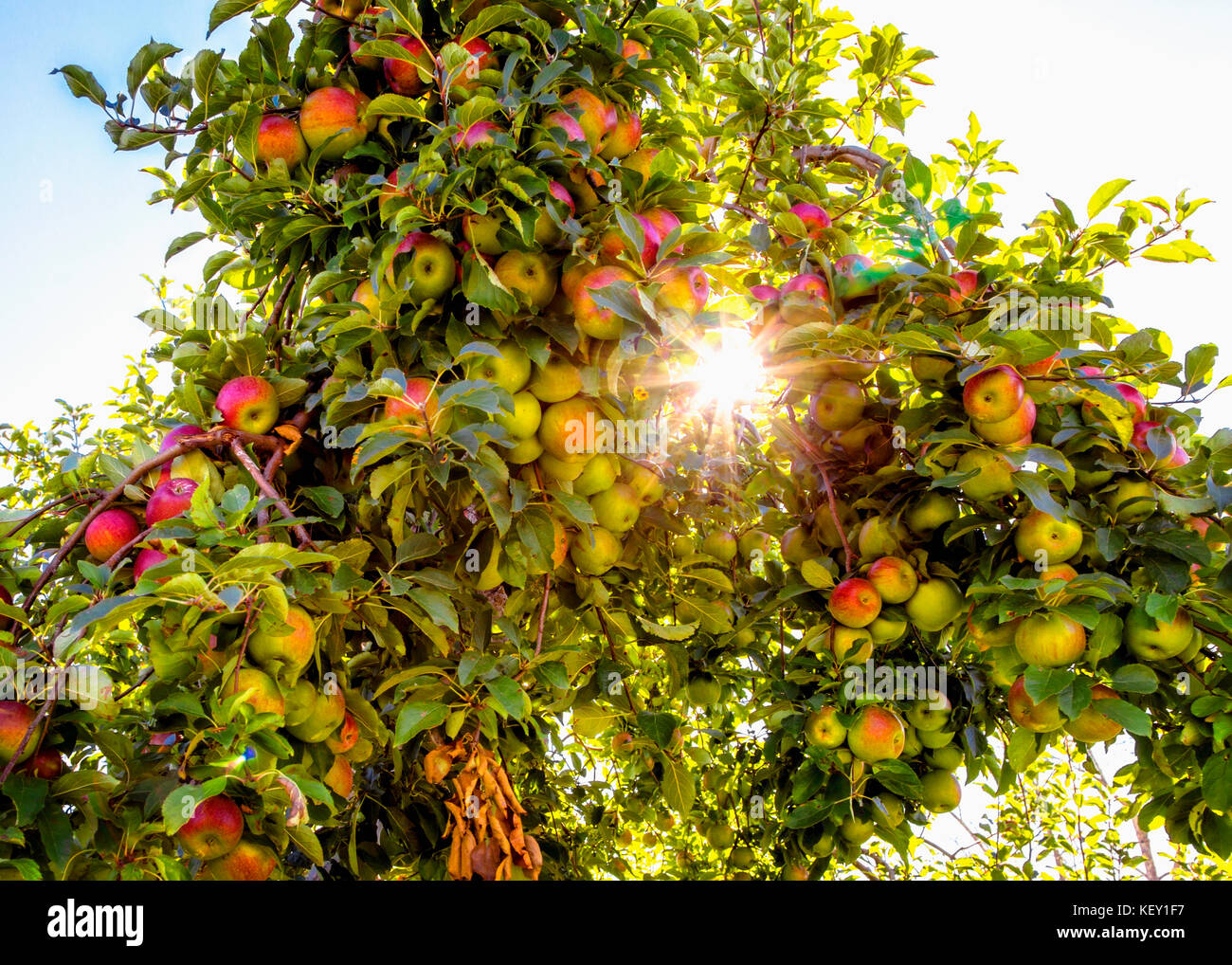 The sun shines through as apple tree with ripe red apples Stock Photo ...