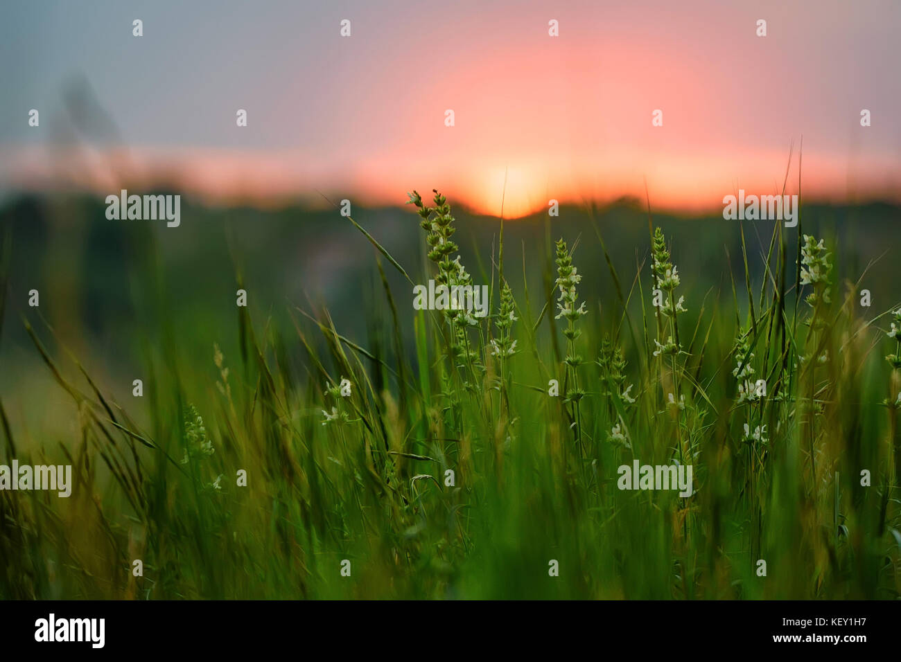 Sunset landscape with blossoming wild flowers Stock Photo - Alamy