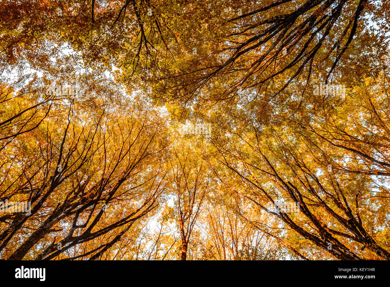 Crowns of nature hi-res stock photography and images - Alamy