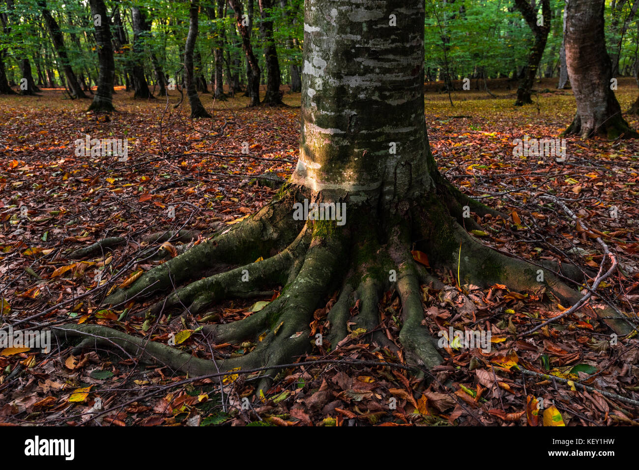 Tree root in an autumn forest Stock Photo - Alamy