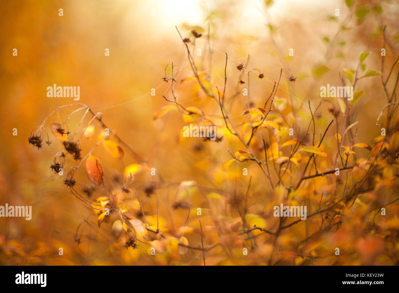Autumn beech leaves decorate a beautiful nature bokeh background Stock Photo - Alamy