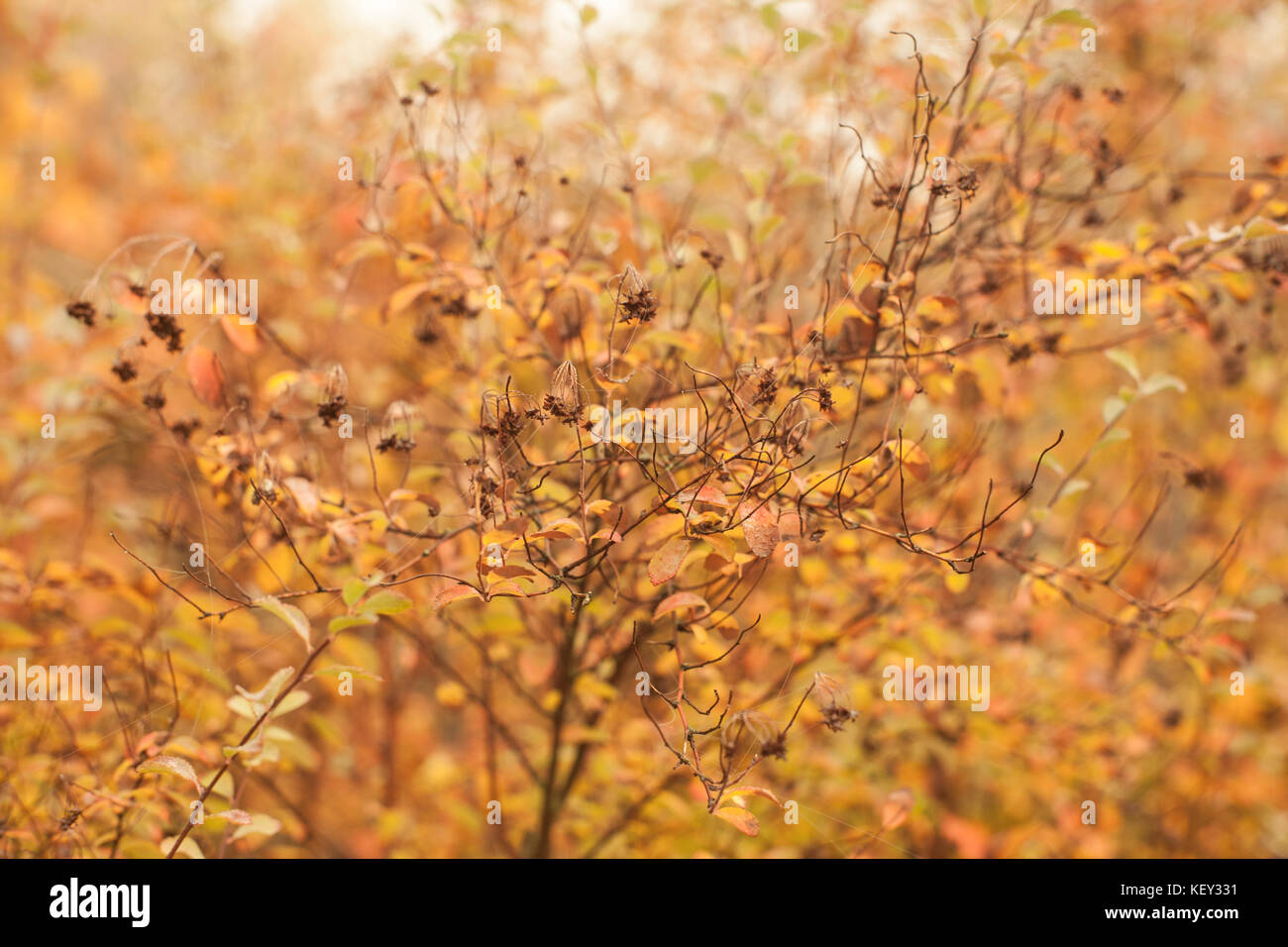 Autumn beech leaves decorate a beautiful nature bokeh background Stock Photo - Alamy