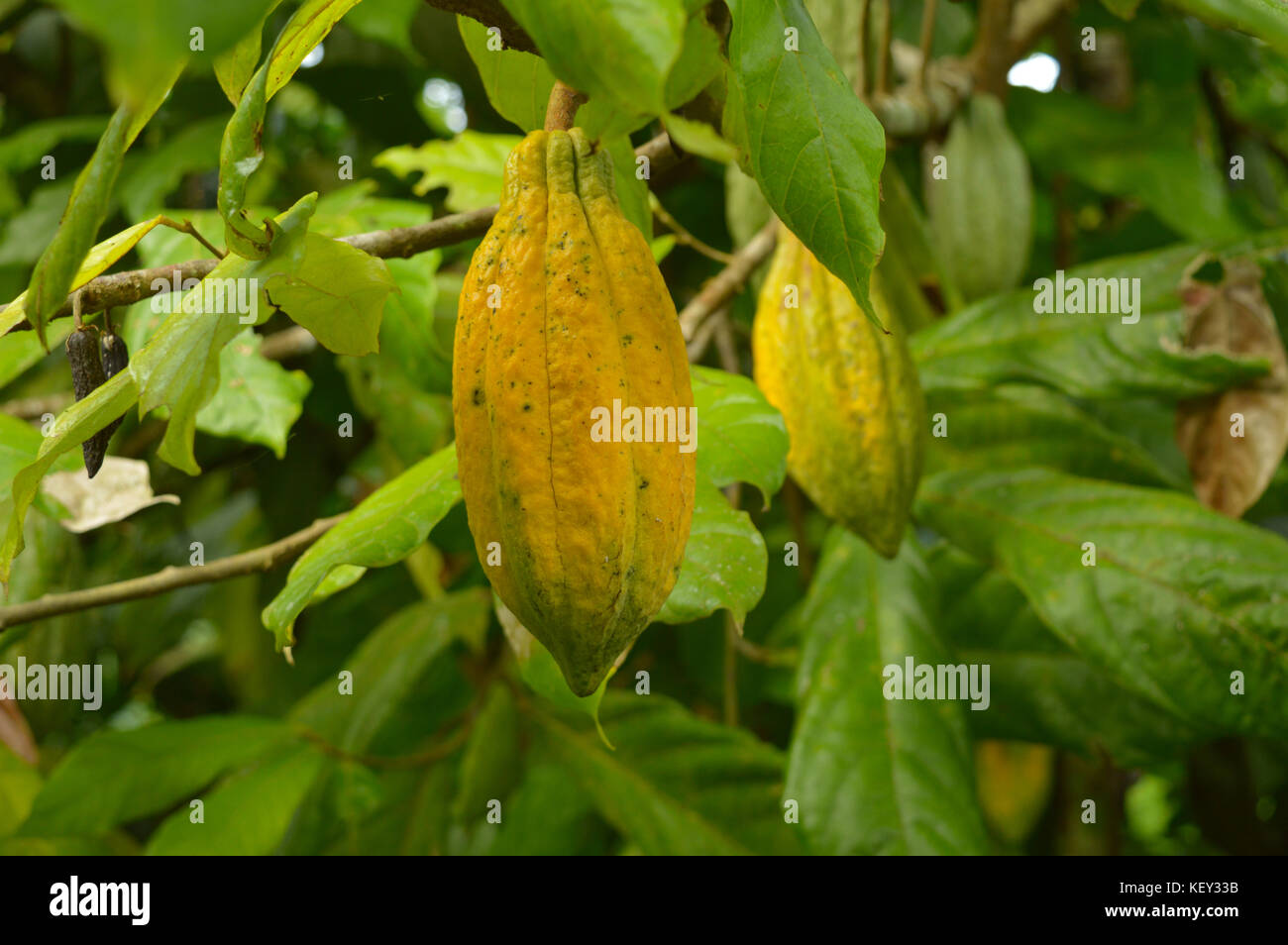 Cocoa plant hi-res stock photography and images - Alamy