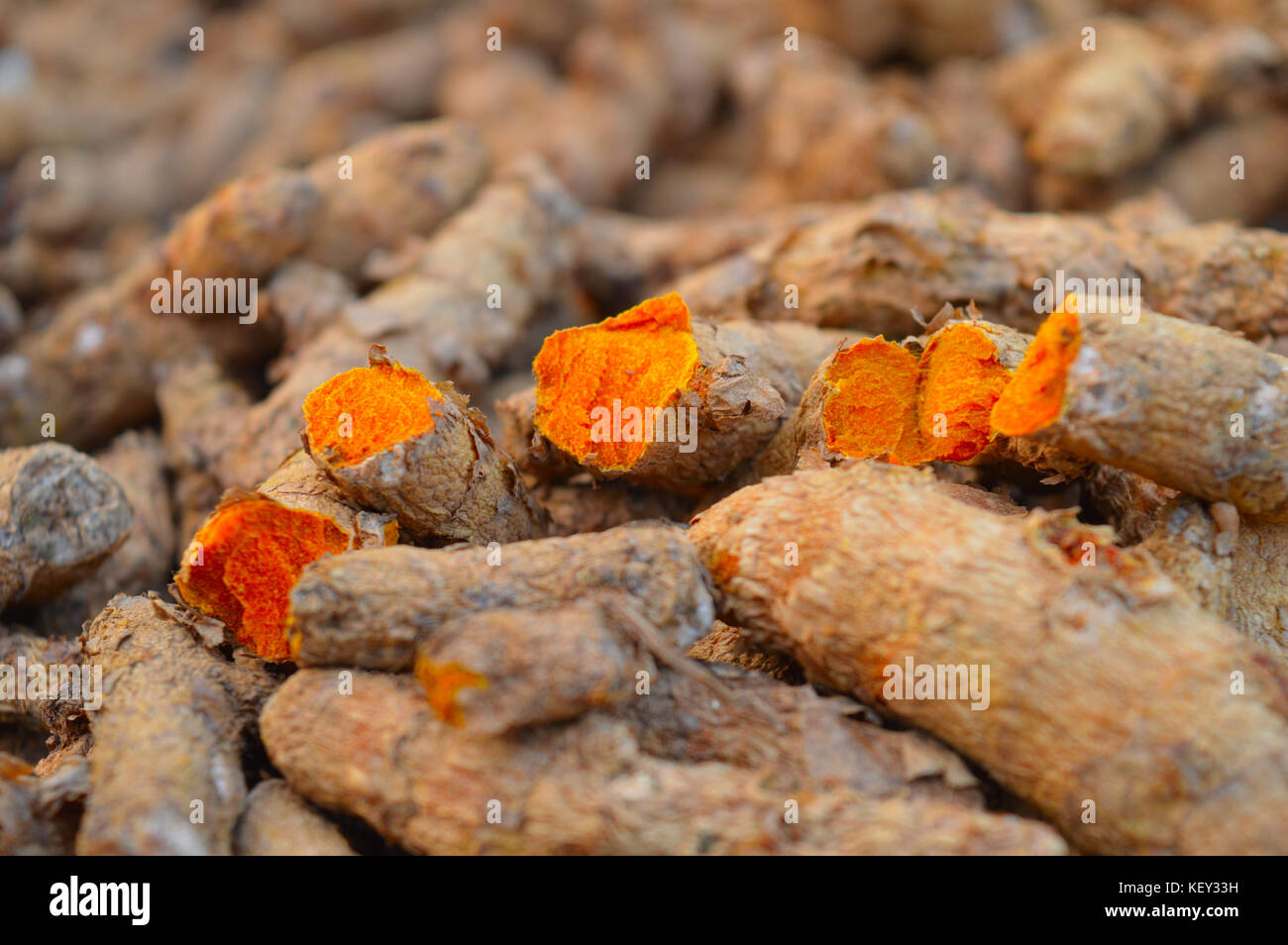 Turmeric root being dried in the sun with some parts in focus forming a ...
