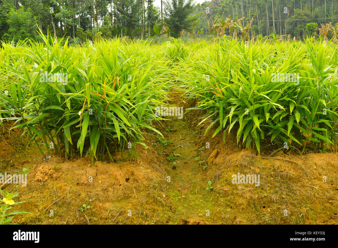 Ginger cultivation hi-res stock photography and images - Alamy