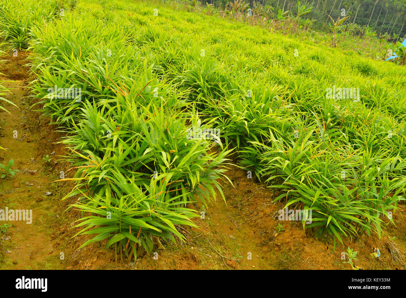 Ginger Plantation High Resolution Stock Photography and Images - Alamy
