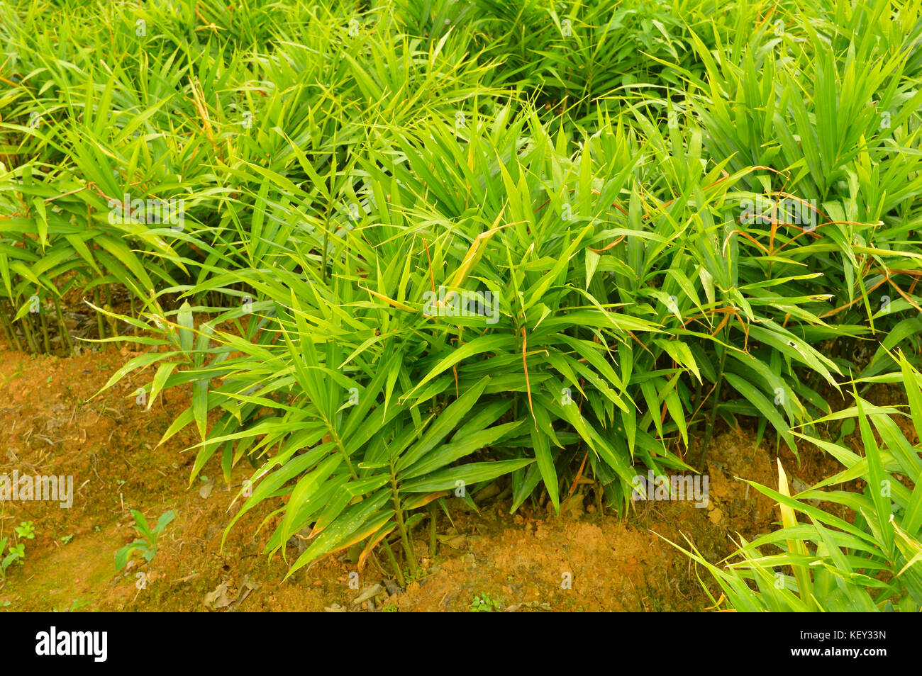 Ginger cultivation hi-res stock photography and images - Alamy