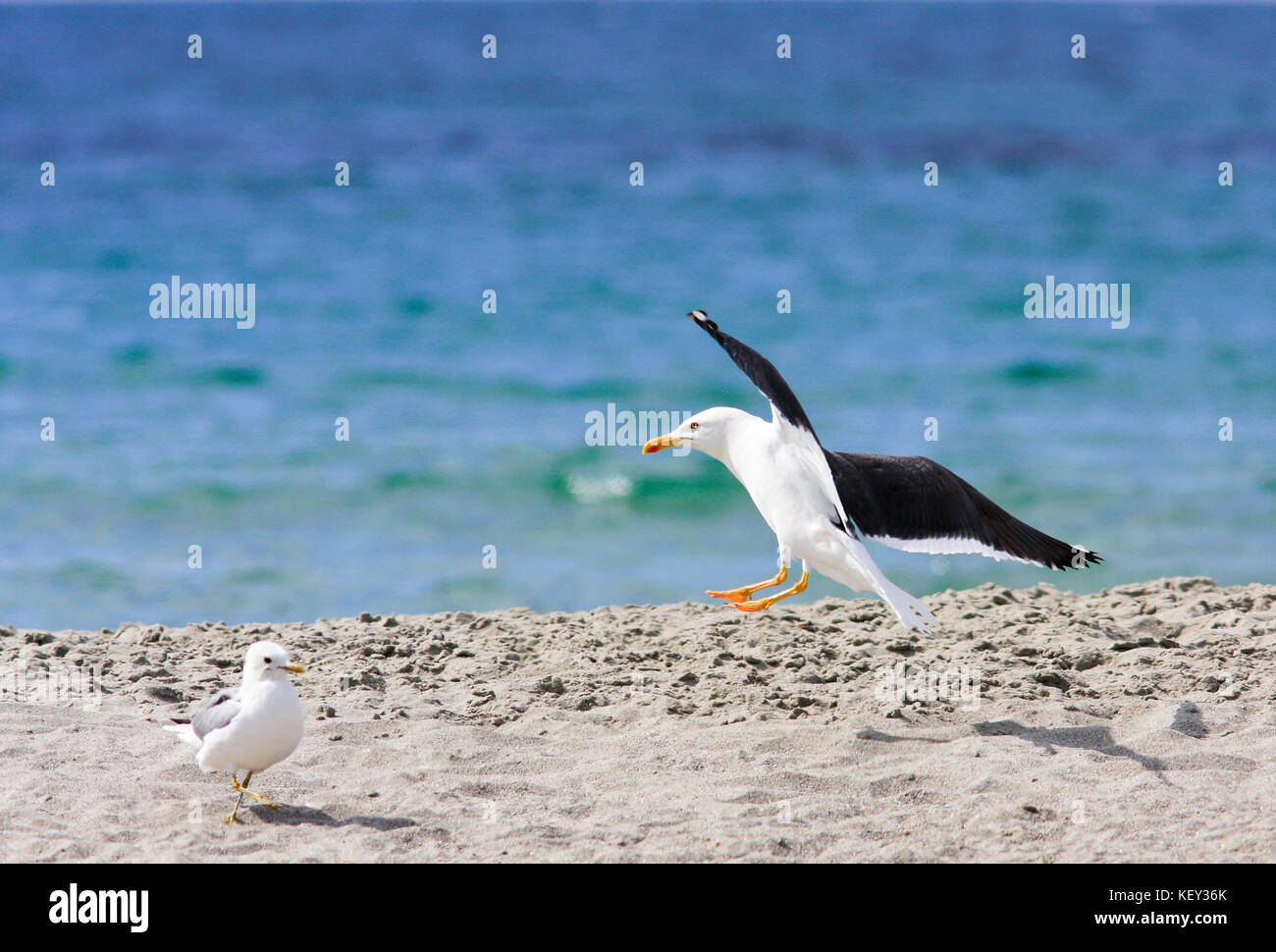 The great black-backed gull flies above a beach. A large predator by ...