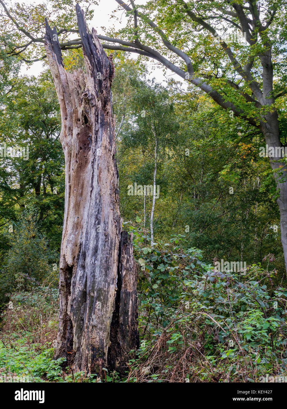 Dead tree, Hothfield Common nature reserve, Ashford, Kent Stock Photo ...