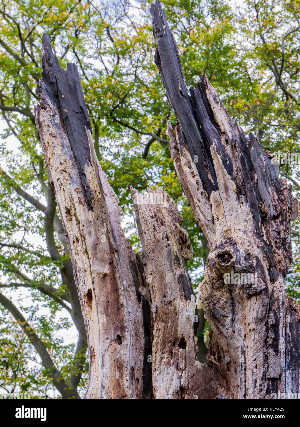 Dead tree, Hothfield Common nature reserve, Ashford, Kent Stock Photo ...