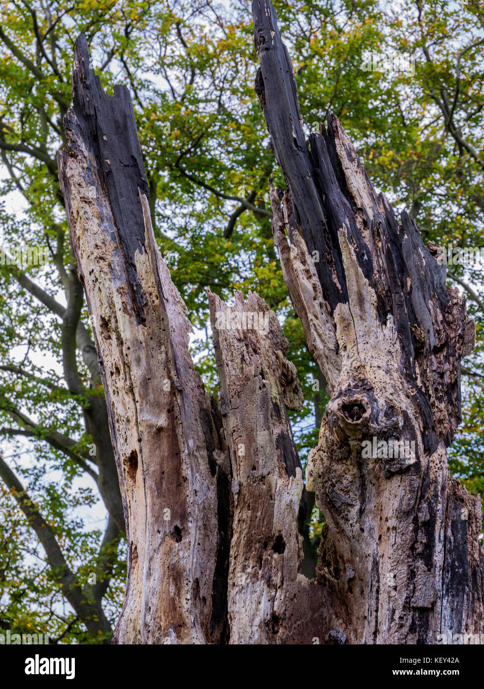 Dead tree, Hothfield Common nature reserve, Ashford, Kent Stock Photo ...