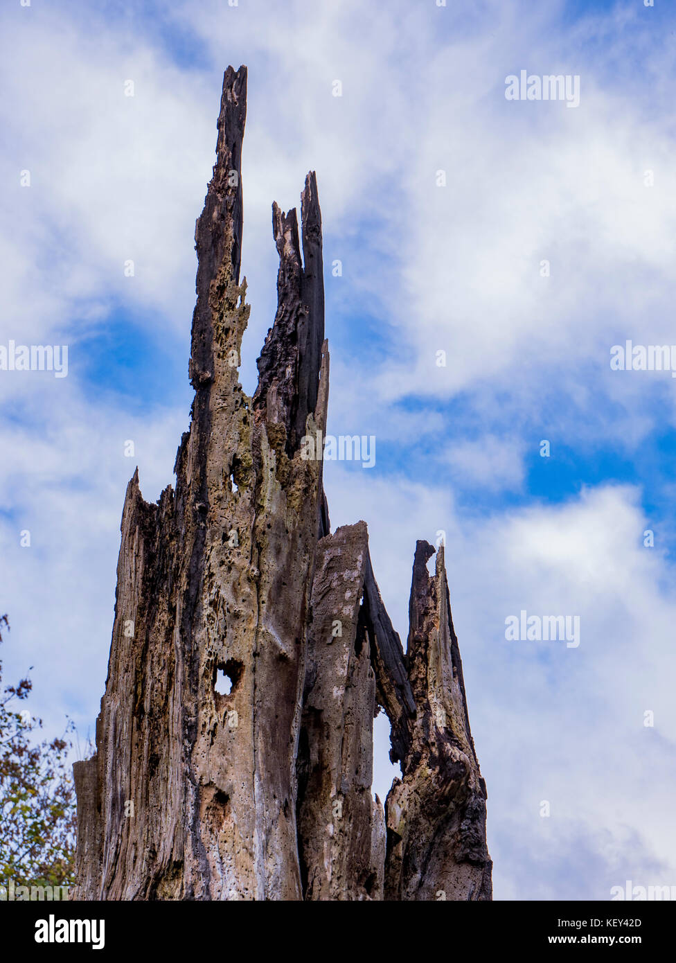 Dead tree, Hothfield Common nature reserve, Ashford, Kent Stock Photo ...