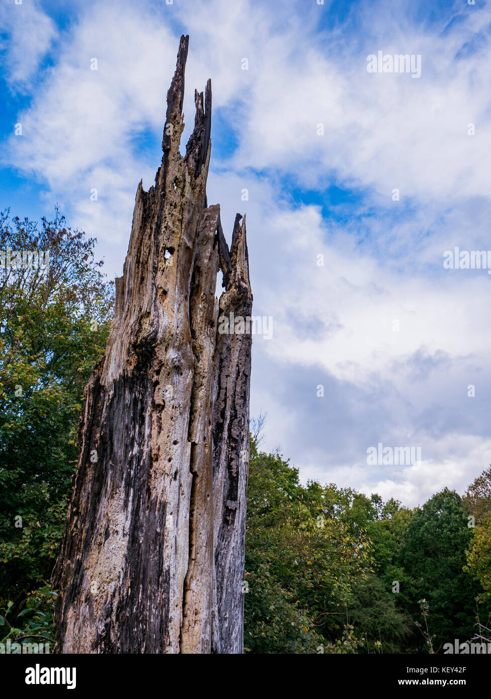 Dead tree, Hothfield Common nature reserve, Ashford, Kent Stock Photo ...