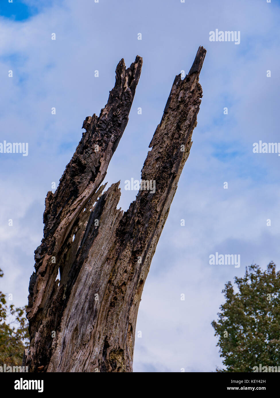 Dead tree, Hothfield Common nature reserve, Ashford, Kent Stock Photo ...