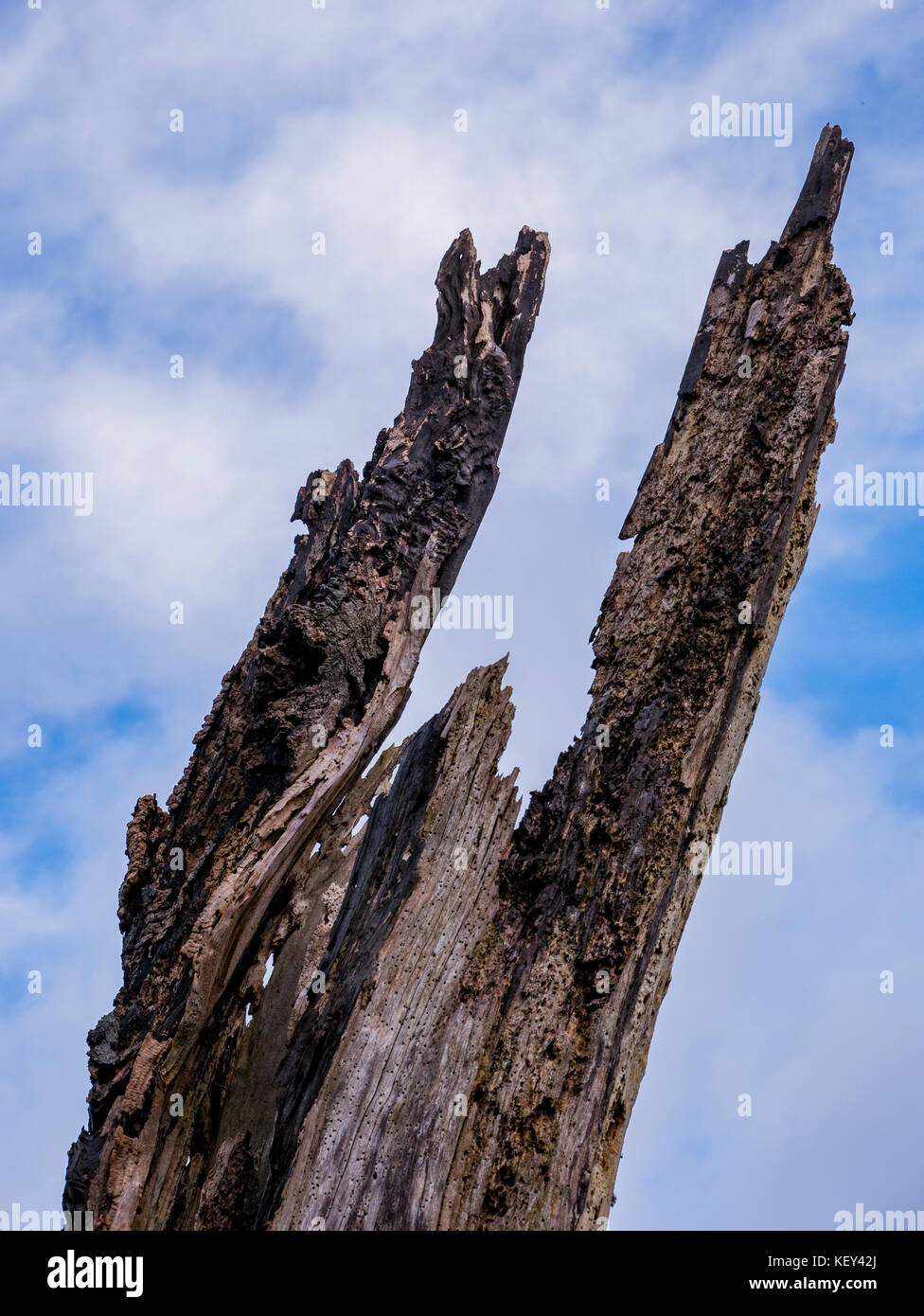 Dead tree, Hothfield Common nature reserve, Ashford, Kent Stock Photo ...