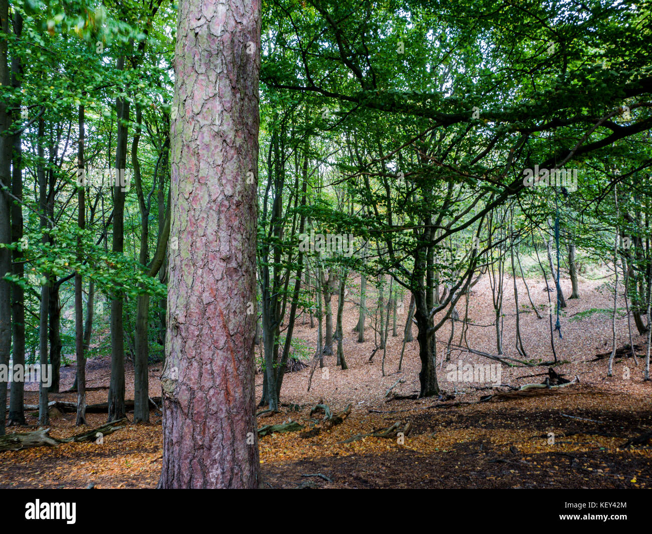 Hothfield common hi-res stock photography and images - Alamy