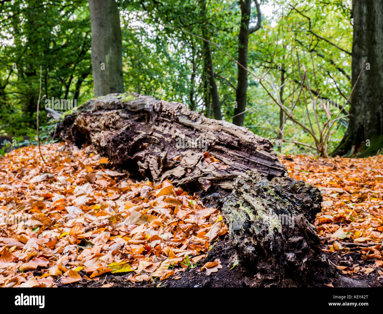 Rotting tree, Hothfield Common nature reserve, Ashford, Kent Stock ...
