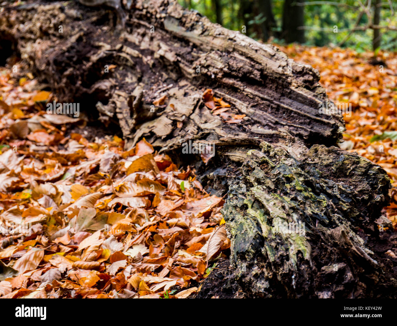 Rotting tree, Hothfield Common nature reserve, Ashford, Kent Stock ...
