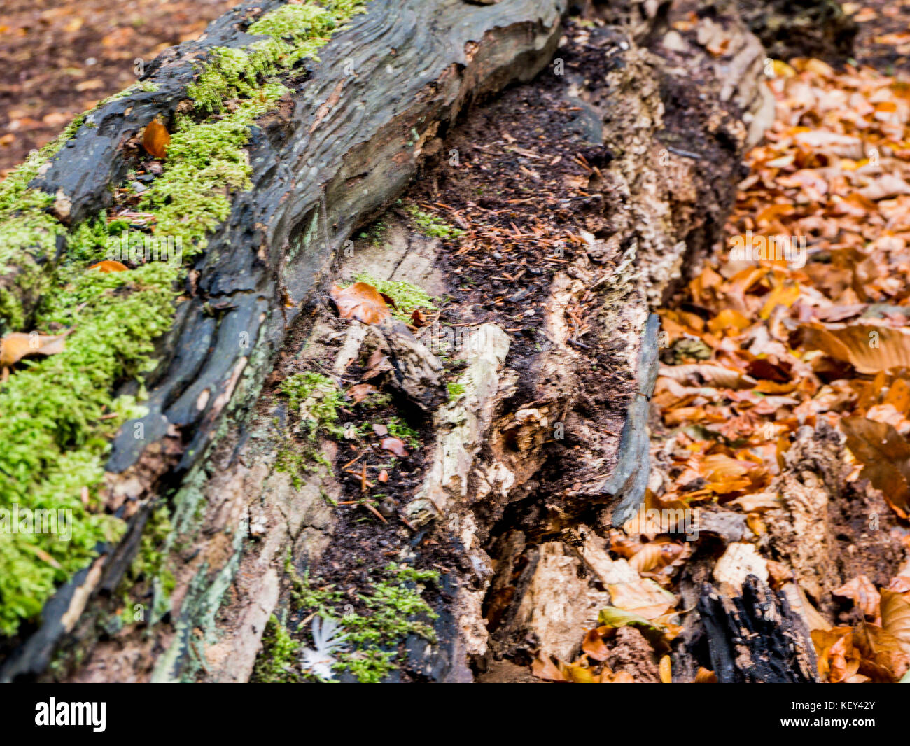 Rotting tree, Hothfield Common nature reserve, Ashford, Kent Stock ...